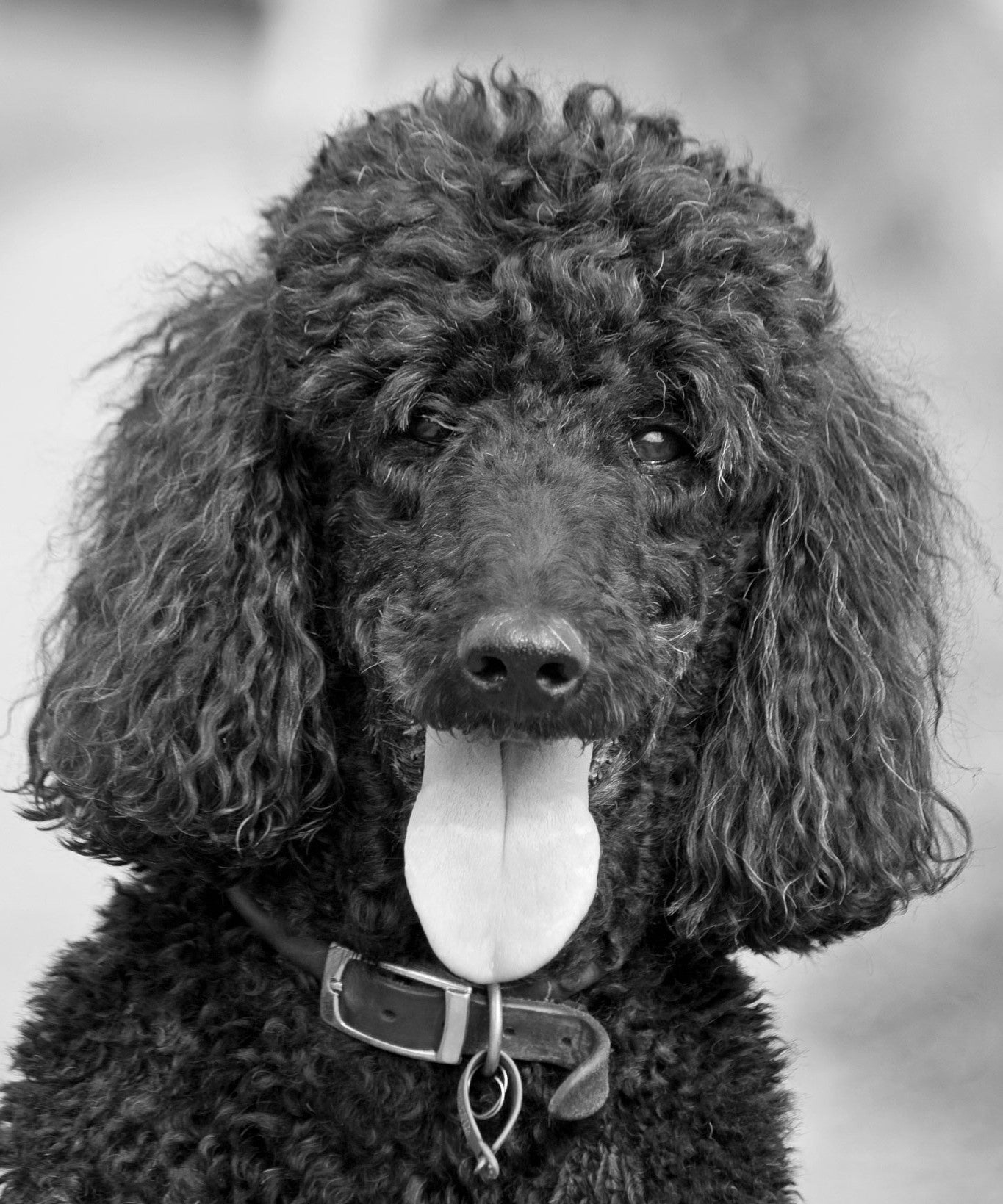 Poodle – New-Spin Metal Casting